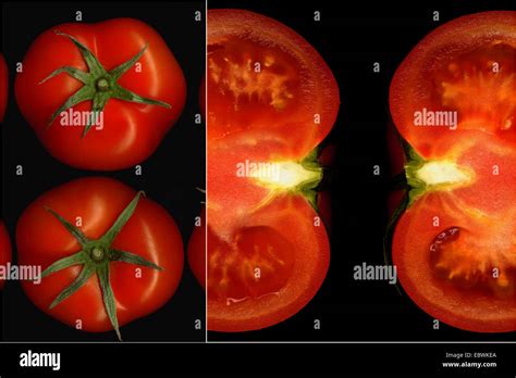 Tomatoes Collage Composition Nested On A Black Square Frame Stock Photo