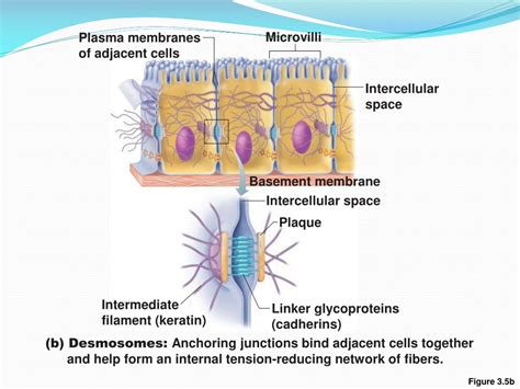 Ppt Cell Junctions Powerpoint Presentation Free Download Id 821292