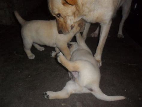 Best Images About Labrador Puppies On Pinterest Yellow Labrador Puppies Lab Puppies And