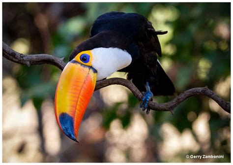 Birds From Rio Movies Inspirations Behind The Characters