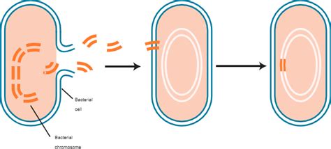 Transformation Bacteria