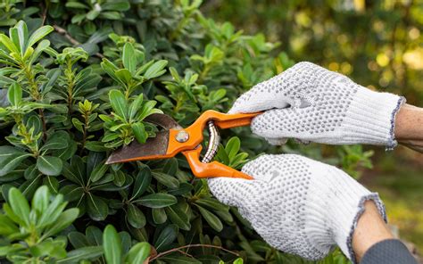 Expert Lawn Mower Services In London By Treesurgeon