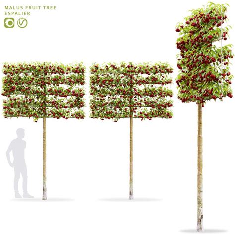 Apple Tree On Trellis Malus Fruit Tree Espalier 345654 3d Model