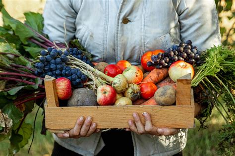 농부 소녀는 그녀의 손에 야채와 과일 유기농 야채의 작물과 나무 상자를 보유하고있다 정원 별장 수확의 개념 나무 상자에 대한 스톡 사진 및 기타 이미지 Istock