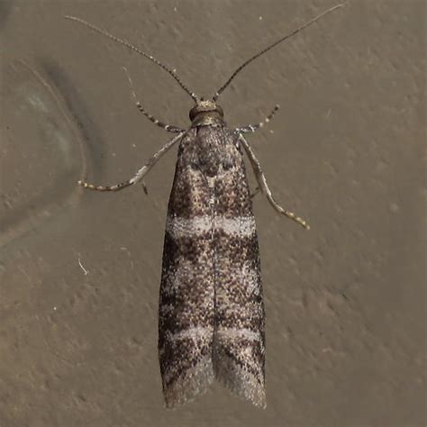 A Pyralid Moth Bugguidenet