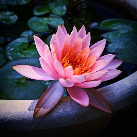 Pranav Mishra Fotografía