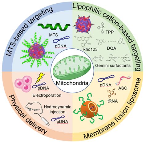 Overview Of The Mitochondria Targeting Strategies Four Distinct Download Scientific Diagram