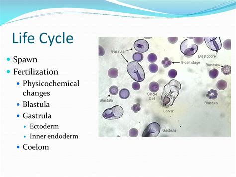 Ppt Echinoderms Powerpoint Presentation Free Download Id 2018898