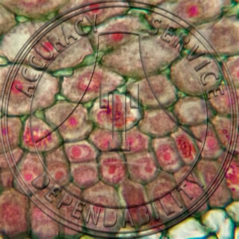 Ranunculus Acris Root Tip Mitosis Prepared Microscope Slide