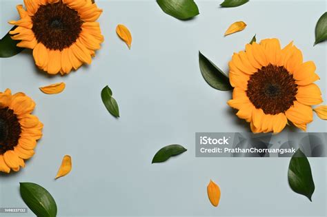 하늘색 배경에 아름 다운 해바라기입니다 꽃 배경 텍스트의 공간을 복사합니다 0명에 대한 스톡 사진 및 기타 이미지 0명 가을 계절 Istock