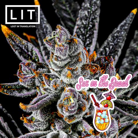 Lit Farms Sex On The Beach Heritage Seedbank