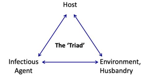 Infectious Agents And Principles Of Infectious Disease Transmission