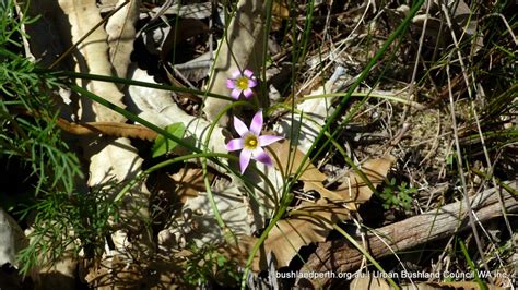 Guildford Grass Urban Bushland Council Wa