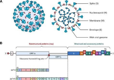 Structure And Genome Organization Of Sars Cov 2 Virus 12 13 The Figure Download Scientific