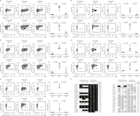 Bispecific T Cell Engager Bite Genetically Engineered Macrophages Download Scientific Diagram