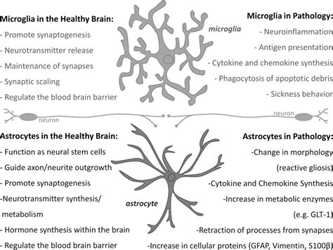 Sex Glia And Development Interactions In Health And Disease Pmc