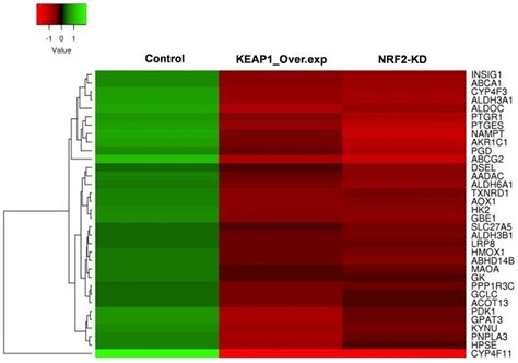 heatmap showing the expression profiles and hierarchical clusteringof