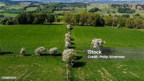 시골에 만개한 산사나무의 항공 사진 커버데일 요크셔 데일스 국립공원 노스 요크셔 잉글랜드 영국 0명에 대한 스톡 사진 및 기타 이미지 Istock
