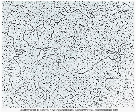 Gallery 24 Electron Micrograph Of Rna Dna Hybrid Cshl Dna Learning Center
