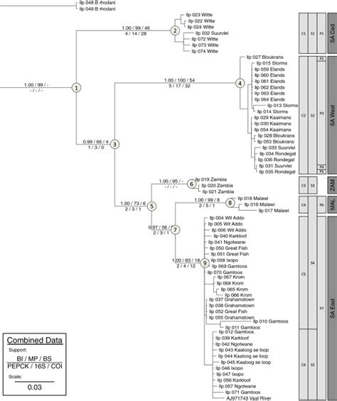 combined bayesian inference with gmyc bayesian inference phylogram of