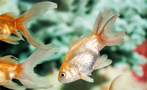 Swim Away From Problems Proven Strategies For Dealing With Common