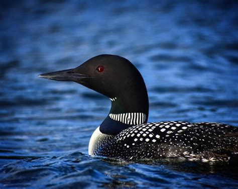 Premium Photo Close Up Of Loon Swimming In Lake