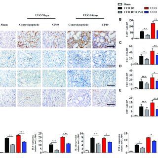 C3 Deficiency Reduces C3 Expression Inflammatory Infiltration And Download Scientific
