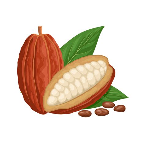Vector Illustration Whole And Halved Fresh Cocoa With Seeds And Leaves Isolated On White