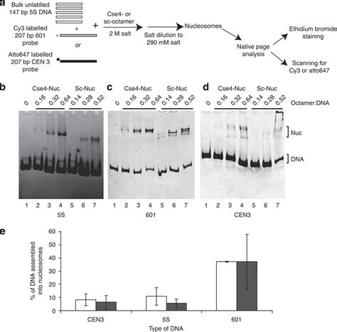 cse4 nucleosomes do not preferentially assemble on cen3 dna a