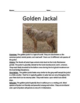 Golden Jackal Lesson Review Article Facts Information Questions Vocab