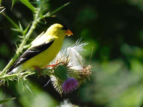 Wildlife Wednesday American Goldfinch