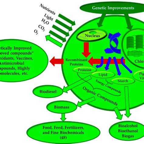 Transformations Of Some Microalgae Species Download Scientific Diagram