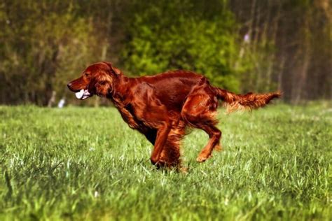 Irish Setter Breed Guide All You Need To Know