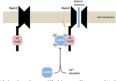 Figure 1 From Calcium Salt During Hyperkalemia Semantic Scholar