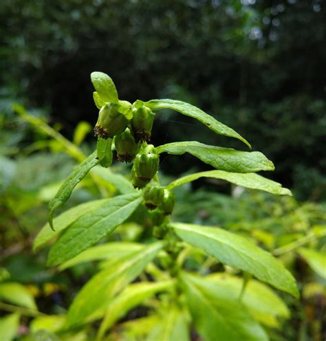 ヤブタバコキク科 日本の植物図鑑懐かしい草花