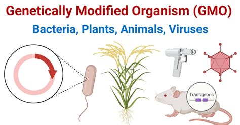 Gmo Plants Definition At Tarah Gordon Blog
