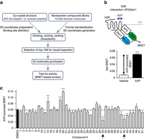 A New Inhibitor Of The β Arrestin Ap2 Endocytic Complex Reveals Interplay Between Gpcr