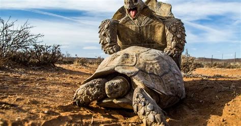 Is This The Slowest Sex In The Natural World Photographer Captures Randy Giant Tortoises Is This The Slowest Sex In The Natural World Photographer Captures Randy Giant Tortoises