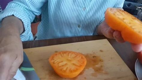 Томат не требующий ухода! Сорт Девушка из Локстона- Вычурновой. Лучший ...