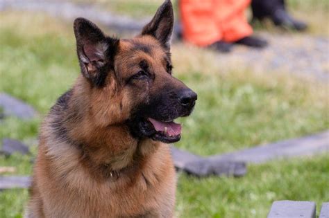 German Shepherd Puppies Diesel Vom Burgimwald Appreciation Post