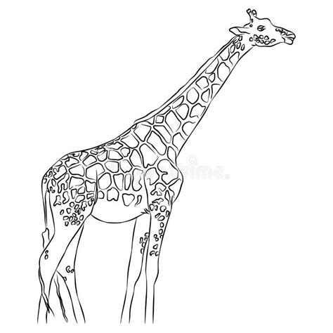It S A Very Beautiful Giraffe Picture Stock Illustration