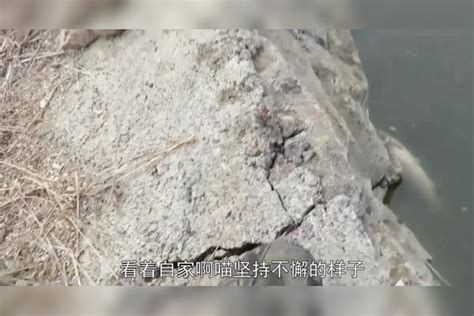 猫咪求主人帮它抓鱼，可主人出手后，喵：遇上你我倒了八辈子血霉主人猫咪