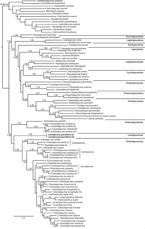 Majority Rule Consensus Tree Of Trees Recovered In Stationary Phase Of