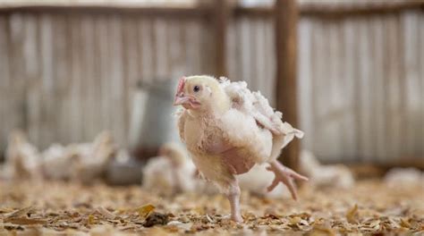Headless Chicken Solution Propose Matrix Style Poultry Farming News