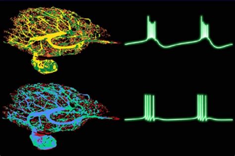 Neuroscience S Grand Question Neuroscience News