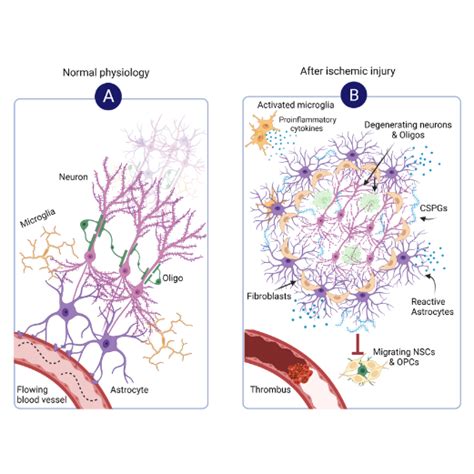 Astrocytes And Hepatic Stellate Cells HSCs Stars Of Tissue