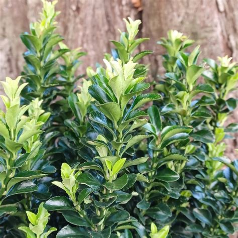 Buy Japanese Euonymus Euonymus Japonicus Green Rocket Delivery By