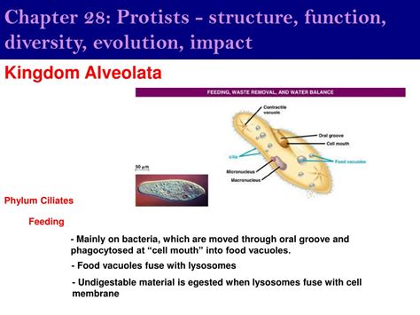 Ppt Chapter 28 Protists Structure Function Diversity Evolution