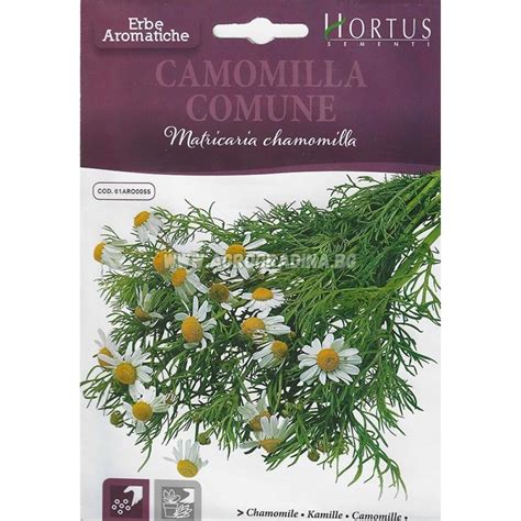 Семена за Лайка лечебна