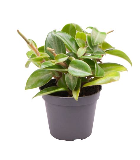 Peperomia Pixie Kaufen Beim Palmenmann